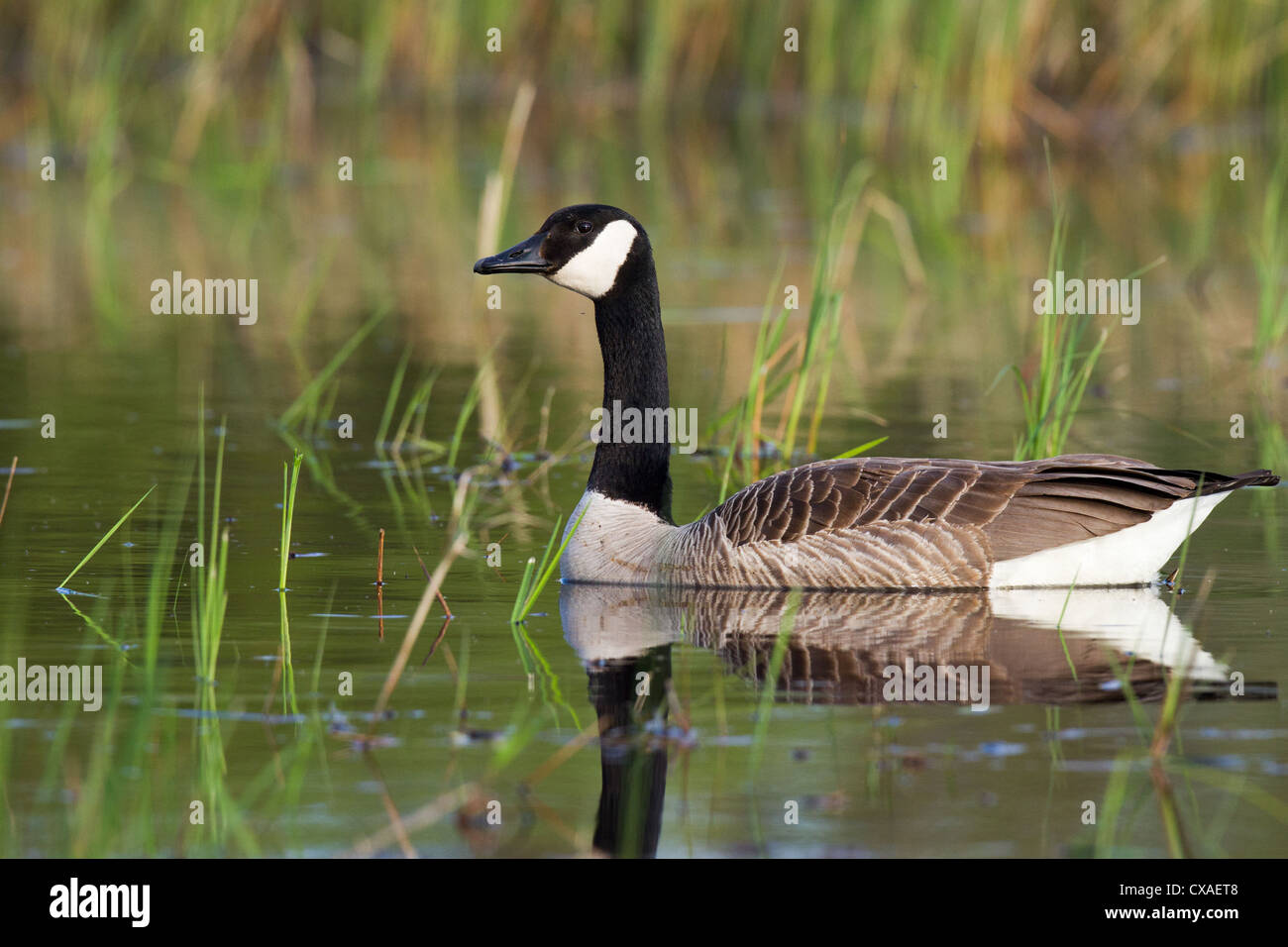 Adult canadian goose hi-res stock photography and images - Alamy
