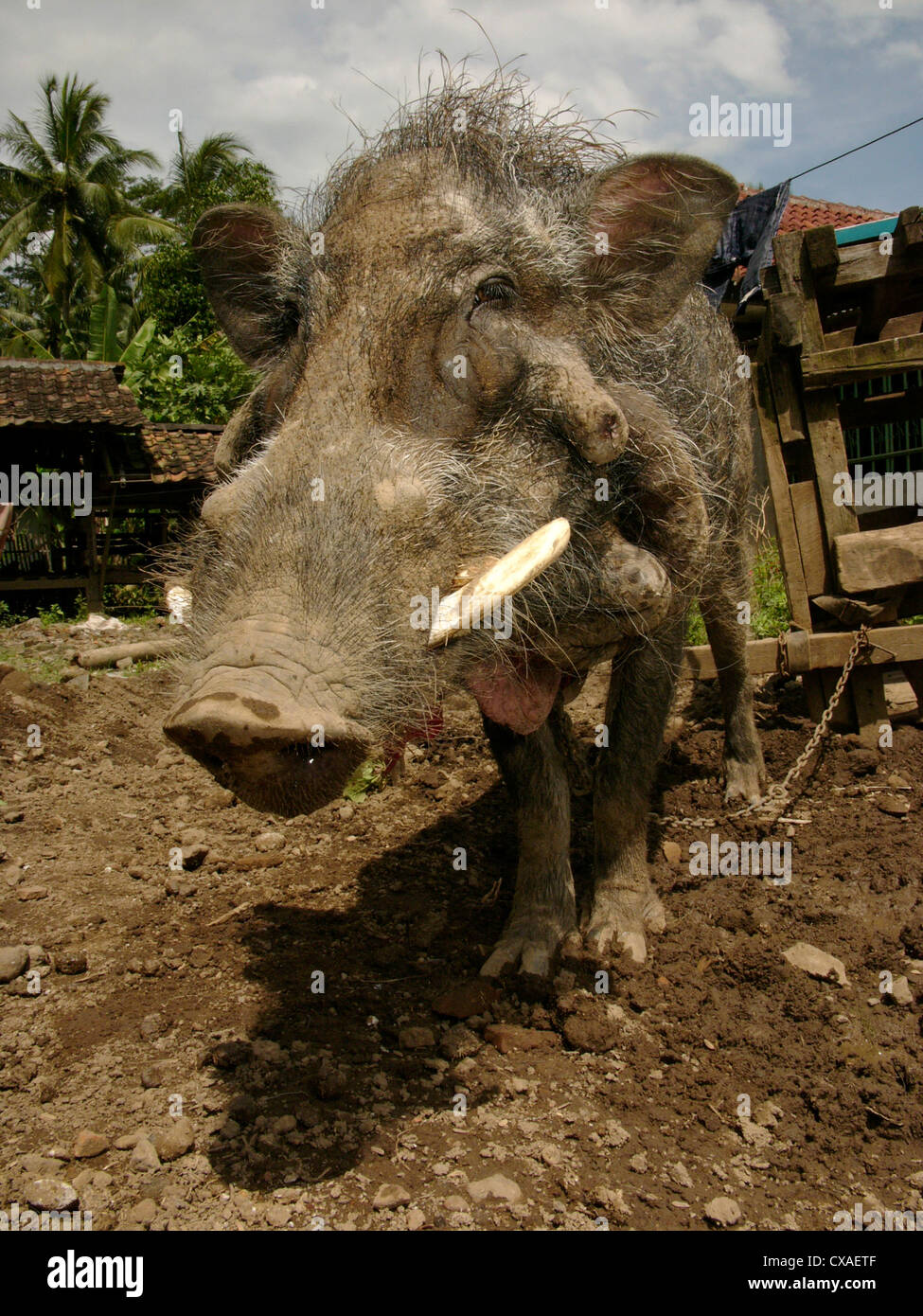 Law Of The Jungle High Resolution Stock Photography and Images - Alamy