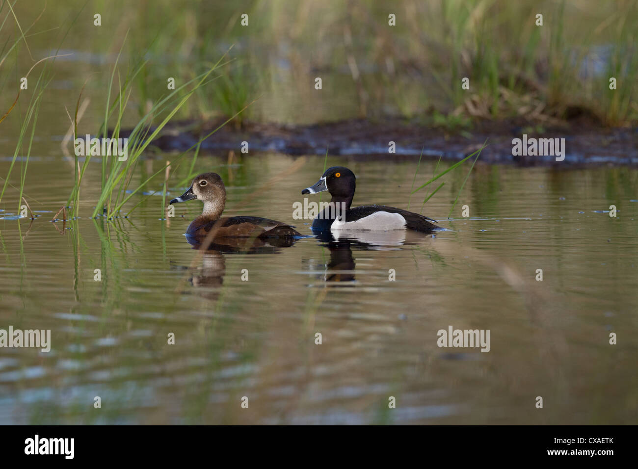 Ring necked duck hen hi-res stock photography and images - Alamy