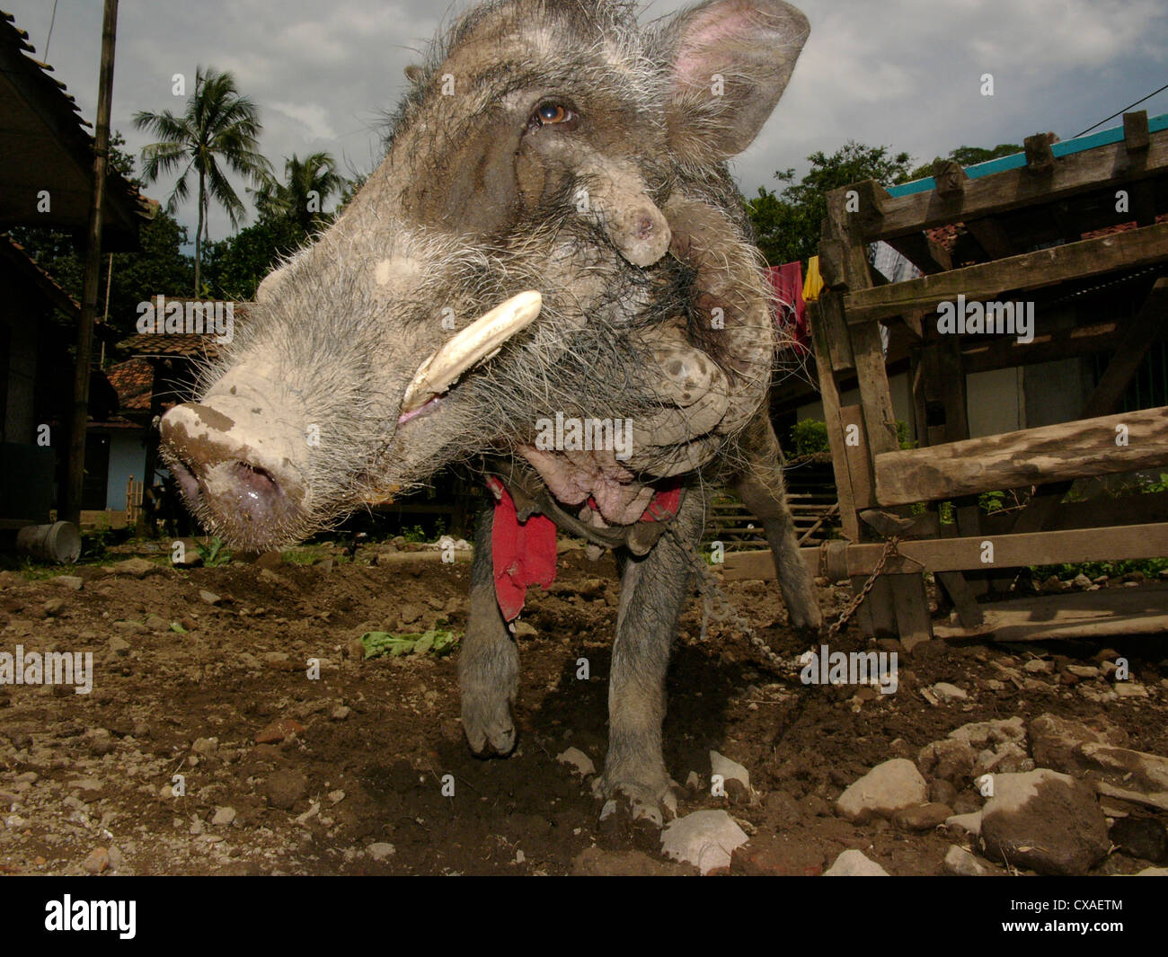 Law Of The Jungle High Resolution Stock Photography and Images - Alamy