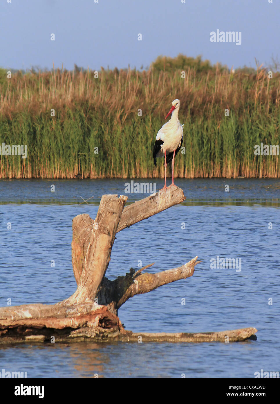 Stork standing quietly on a trunk which is in the water among ...