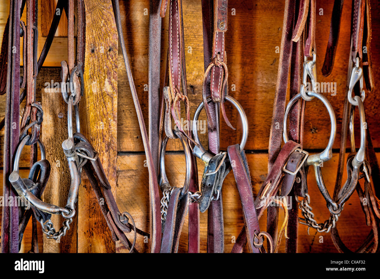 Reins in tack room on ranch in northeastern Wyoming Stock Photo - Alamy