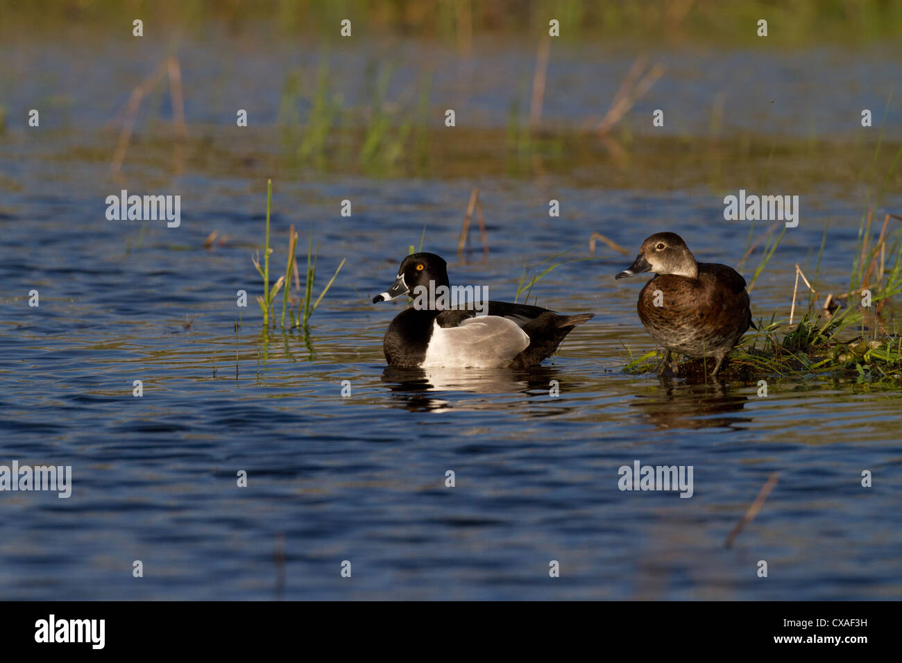 Ring necked duck hen hi-res stock photography and images - Alamy