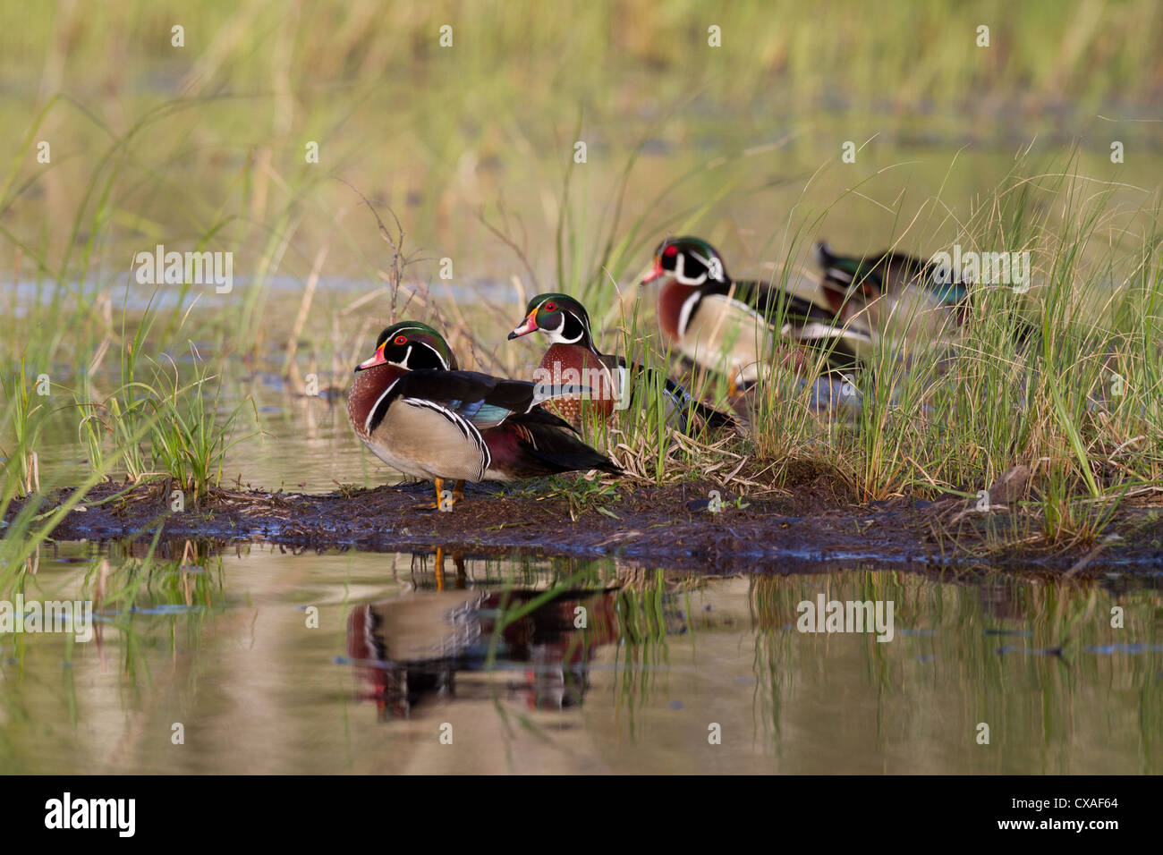 Ducks in spring hi-res stock photography and images - Alamy