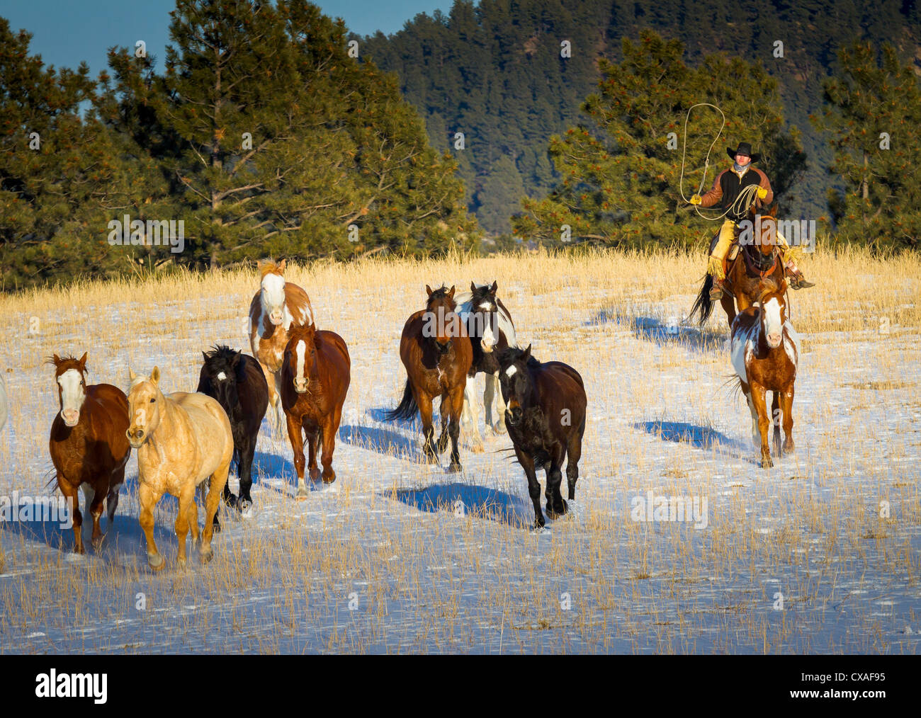Cowboy Rounding Up Horses High Resolution Stock Photography and Images ...