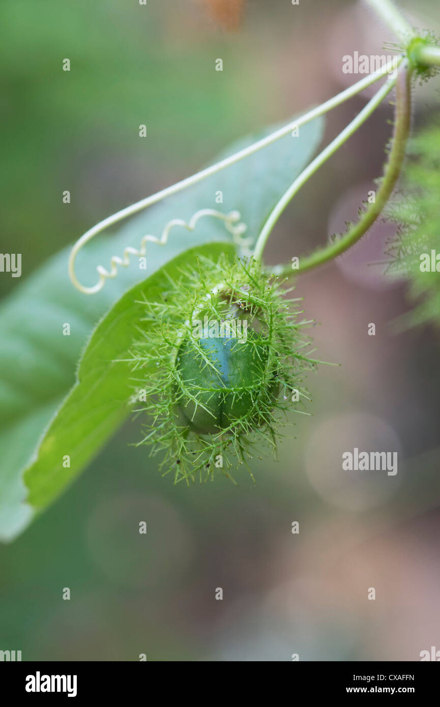Passiflora Foetida . Stinking passionflower fruit / seed casing. India ...