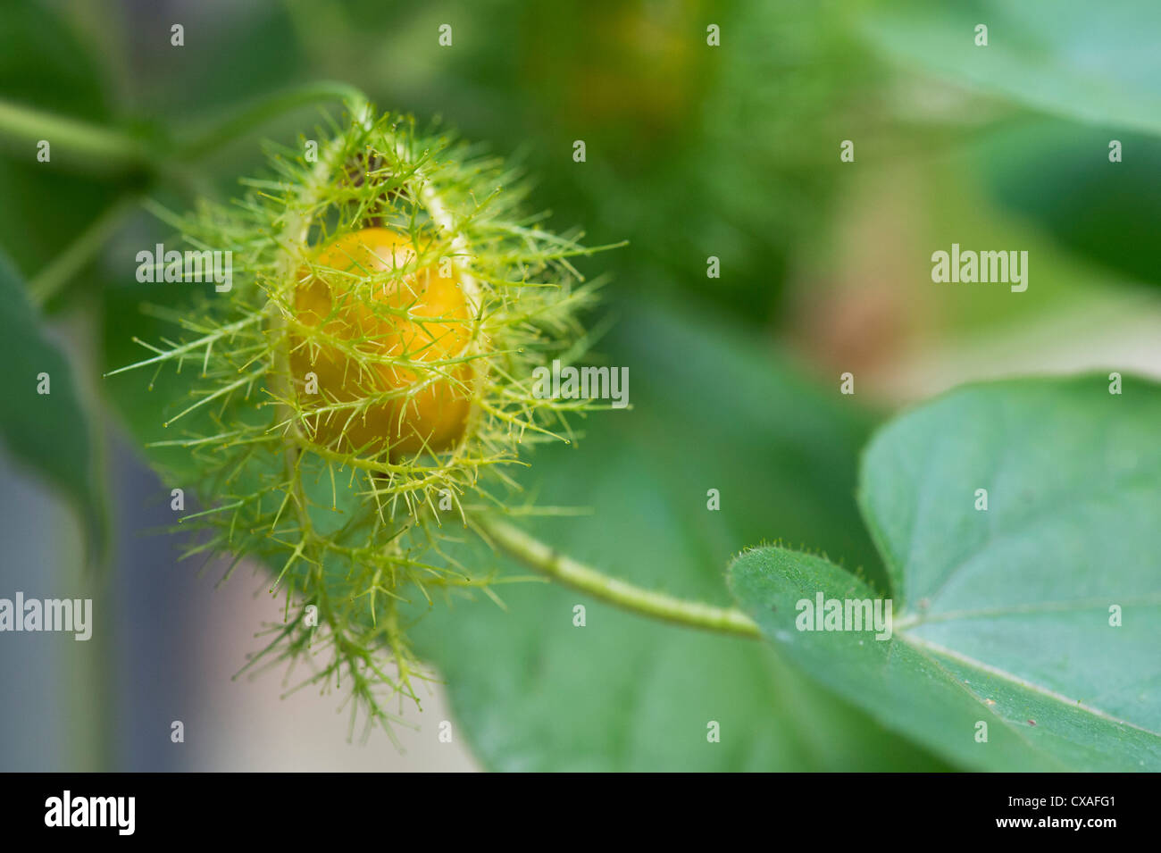 Wildflower seed pods hi-res stock photography and images - Alamy
