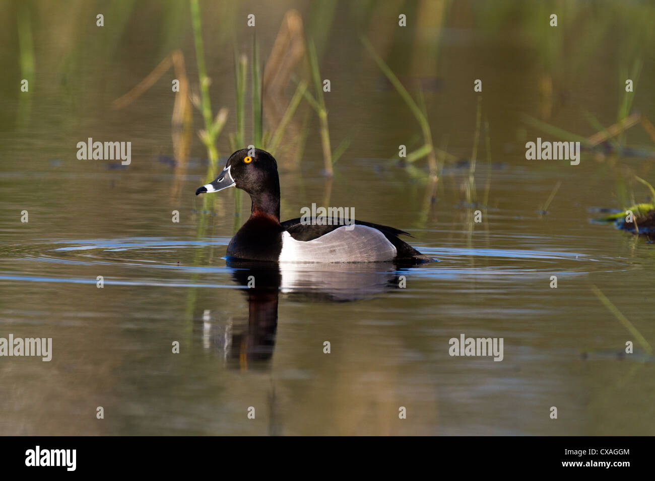 Drake ring-necked duck in spring Stock Photo - Alamy