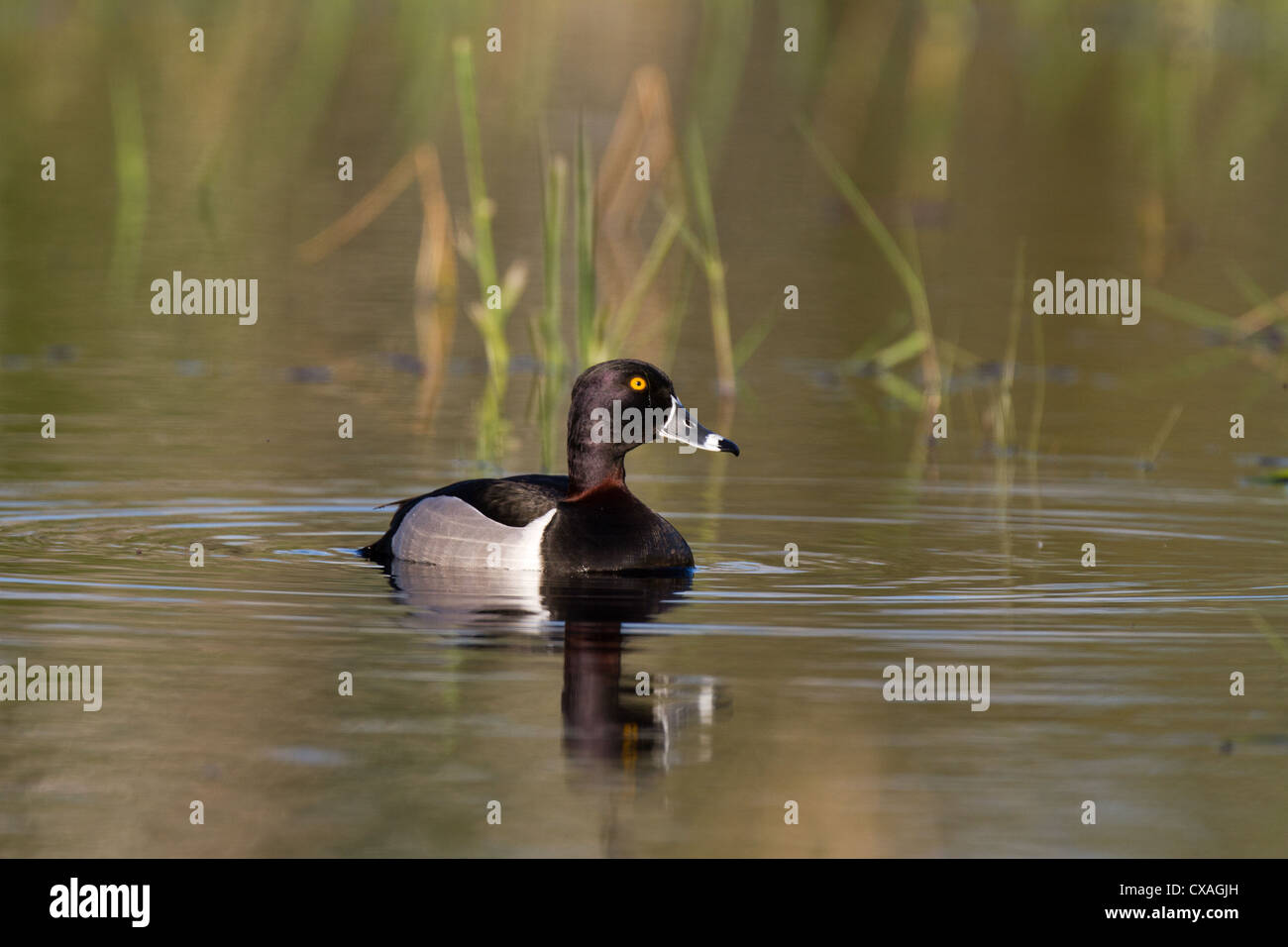 Drake ring-necked duck in spring Stock Photo - Alamy