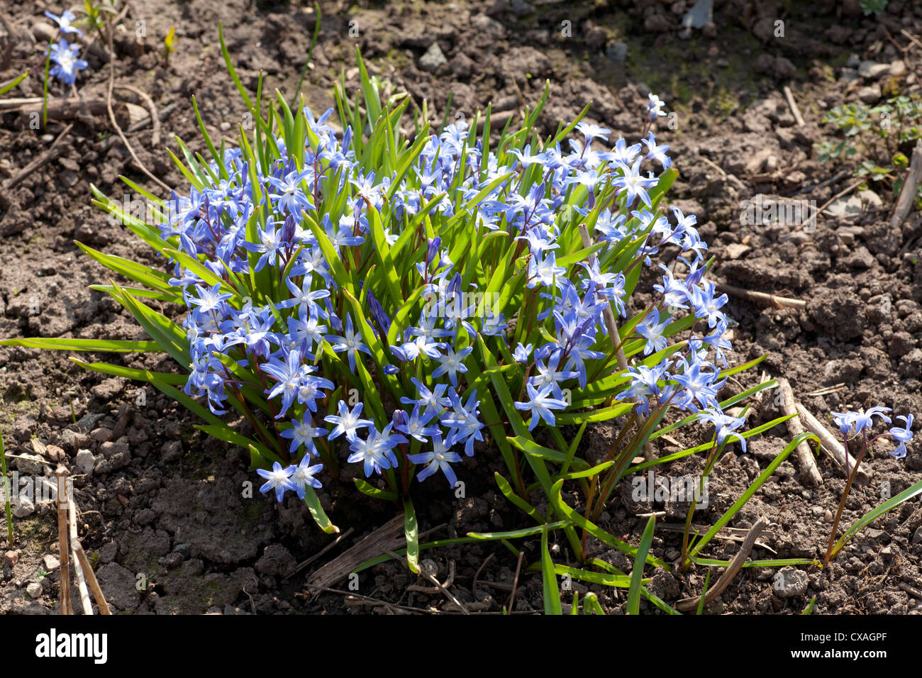 A clump of Siberian Squill (Scilla siberica) flowering in a garden ...
