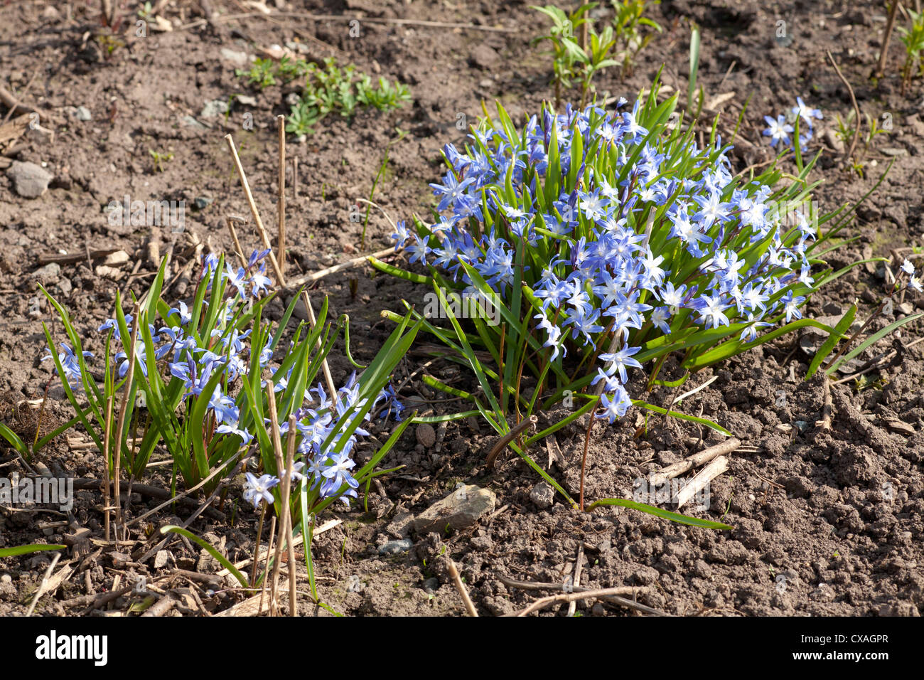 Scilla siberica hi-res stock photography and images - Alamy