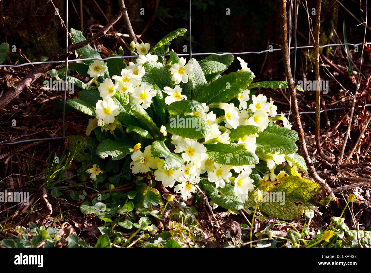 Primrose (Primula vulgaris) flowering at the base of a hedge. Powys ...