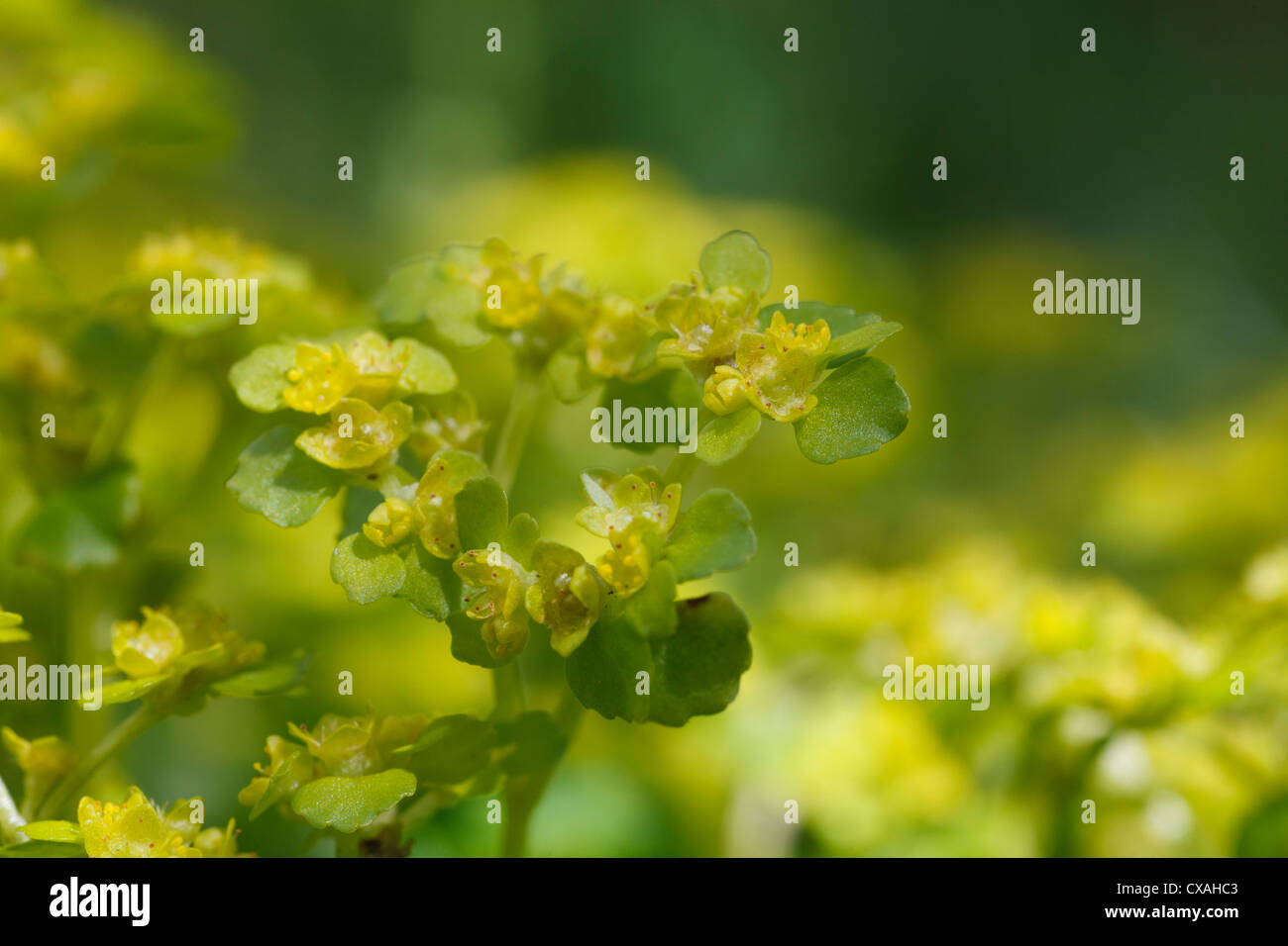 Opposite-leaved Golden-Saxifrage (Chrysosplenium oppositifolium ...