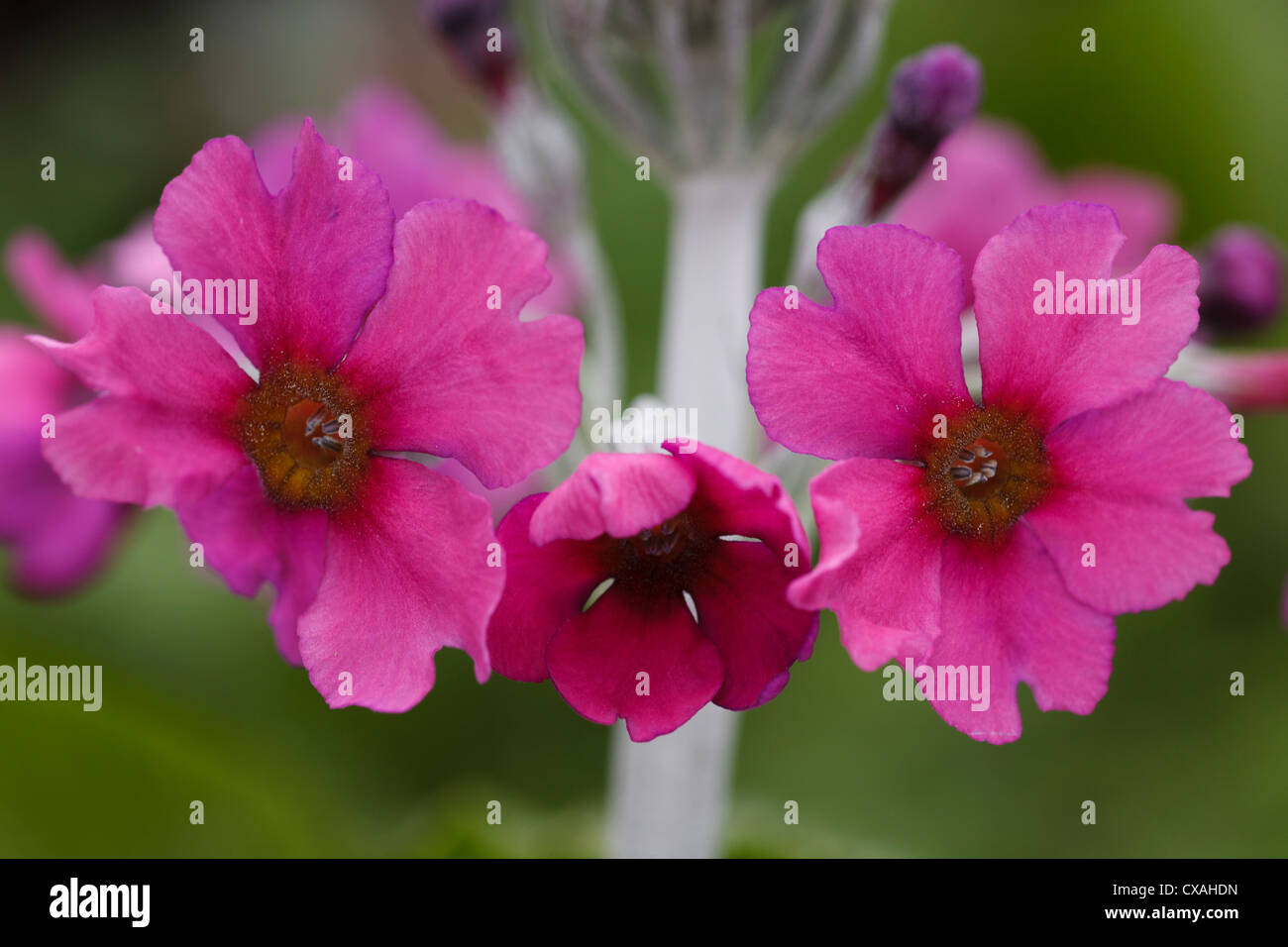 Candelabra Primrose (Primula pulverulenta) flowering. Naturalized in a ...