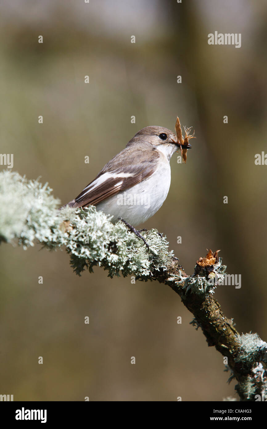 Female pied flycatcher hi-res stock photography and images - Alamy