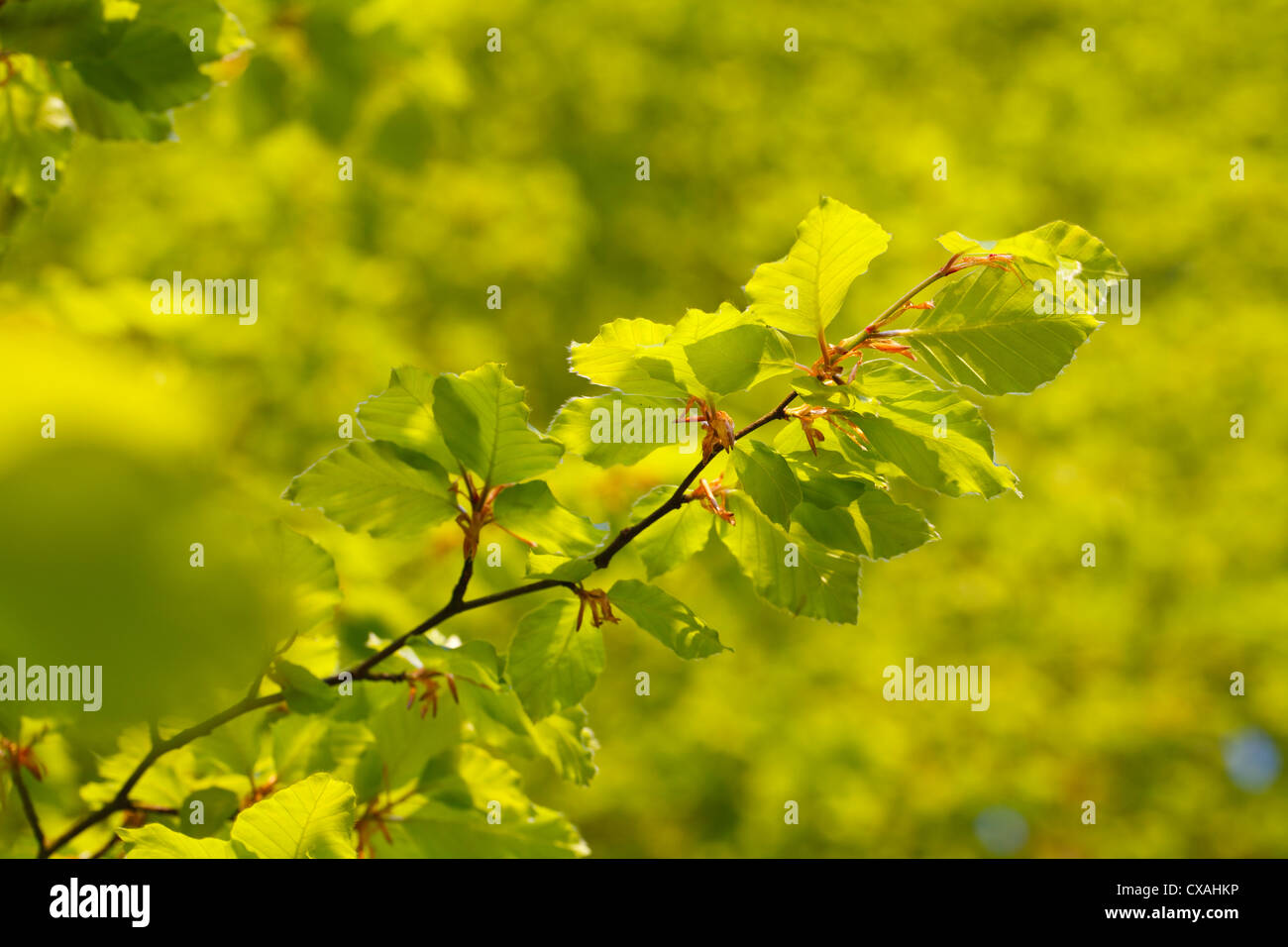 Beech tree fagus sylvatica leaf hi-res stock photography and images - Alamy