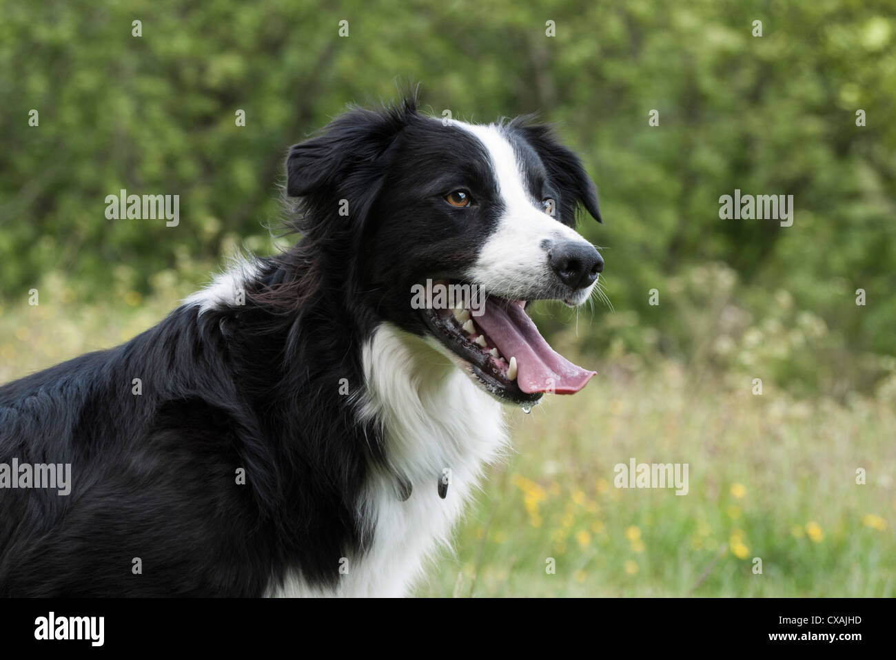 Border Collie, Portrait in an outdoor setting, Dorset, England, UK ...