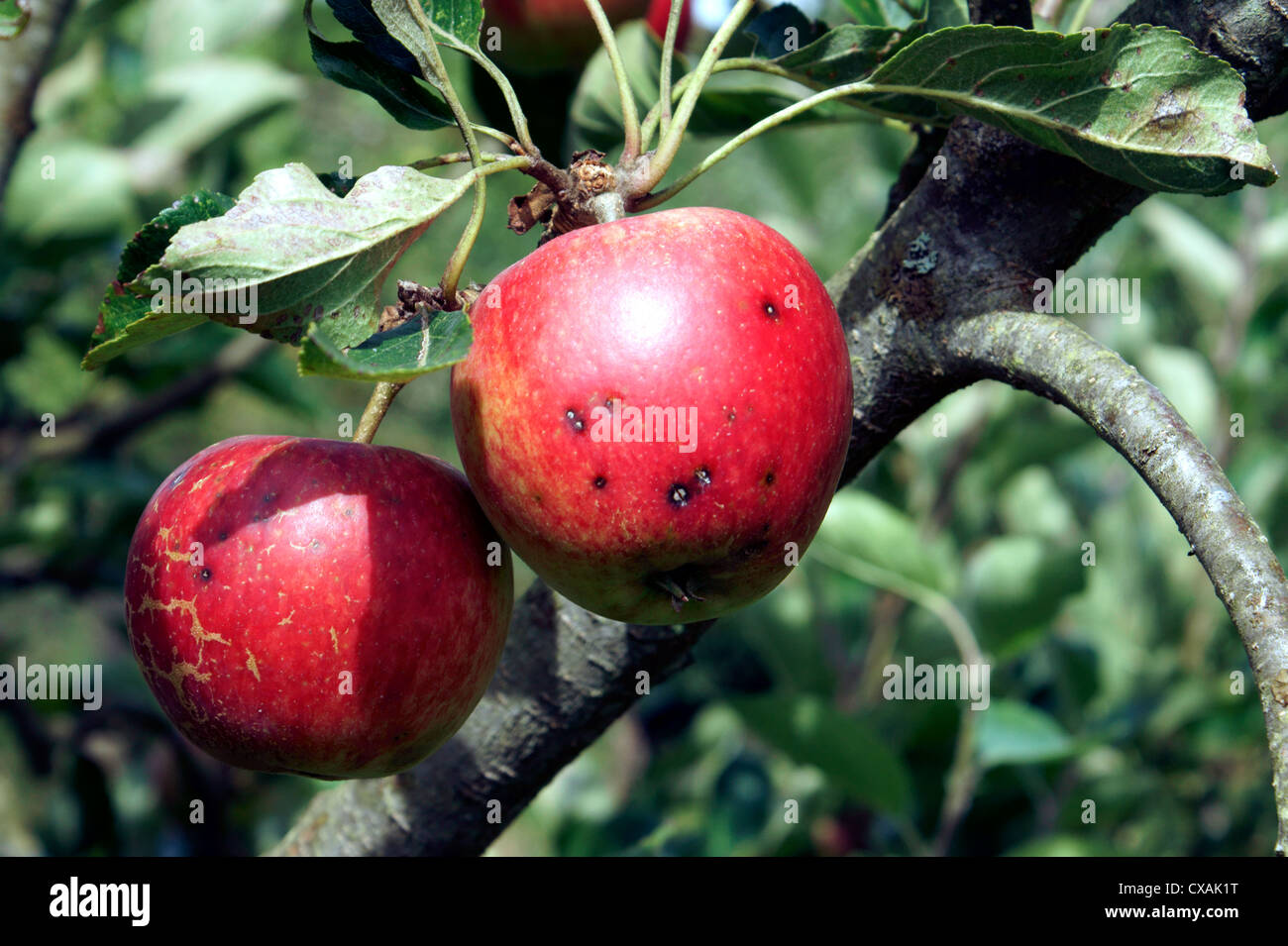 Toffee apple cider hi-res stock photography and images - Alamy