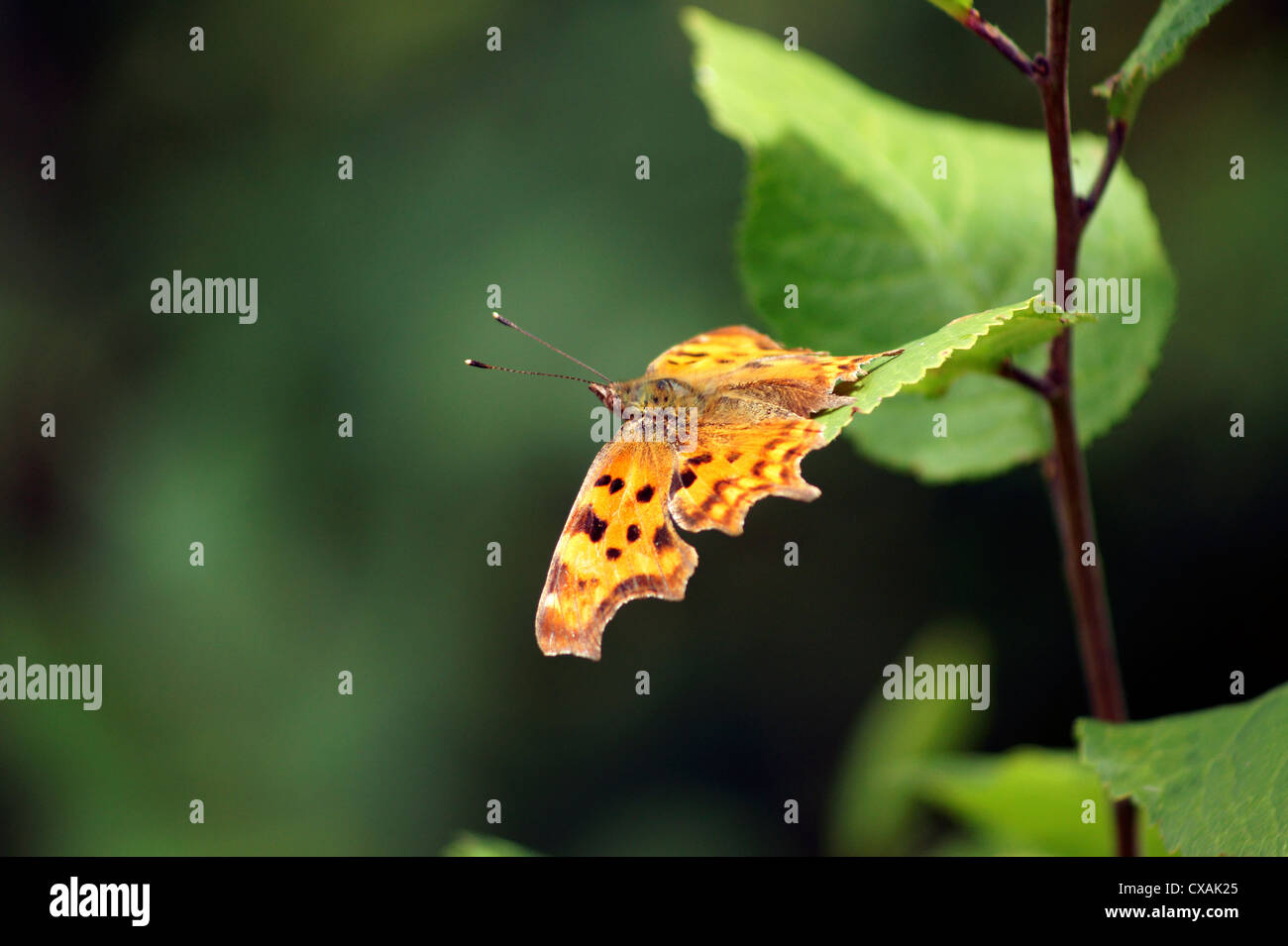 LARGE TORTOISESHELL BUTTERFLY Stock Photo - Alamy