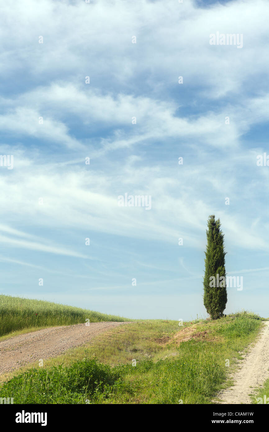 Tuscan cypress tree hi-res stock photography and images - Alamy