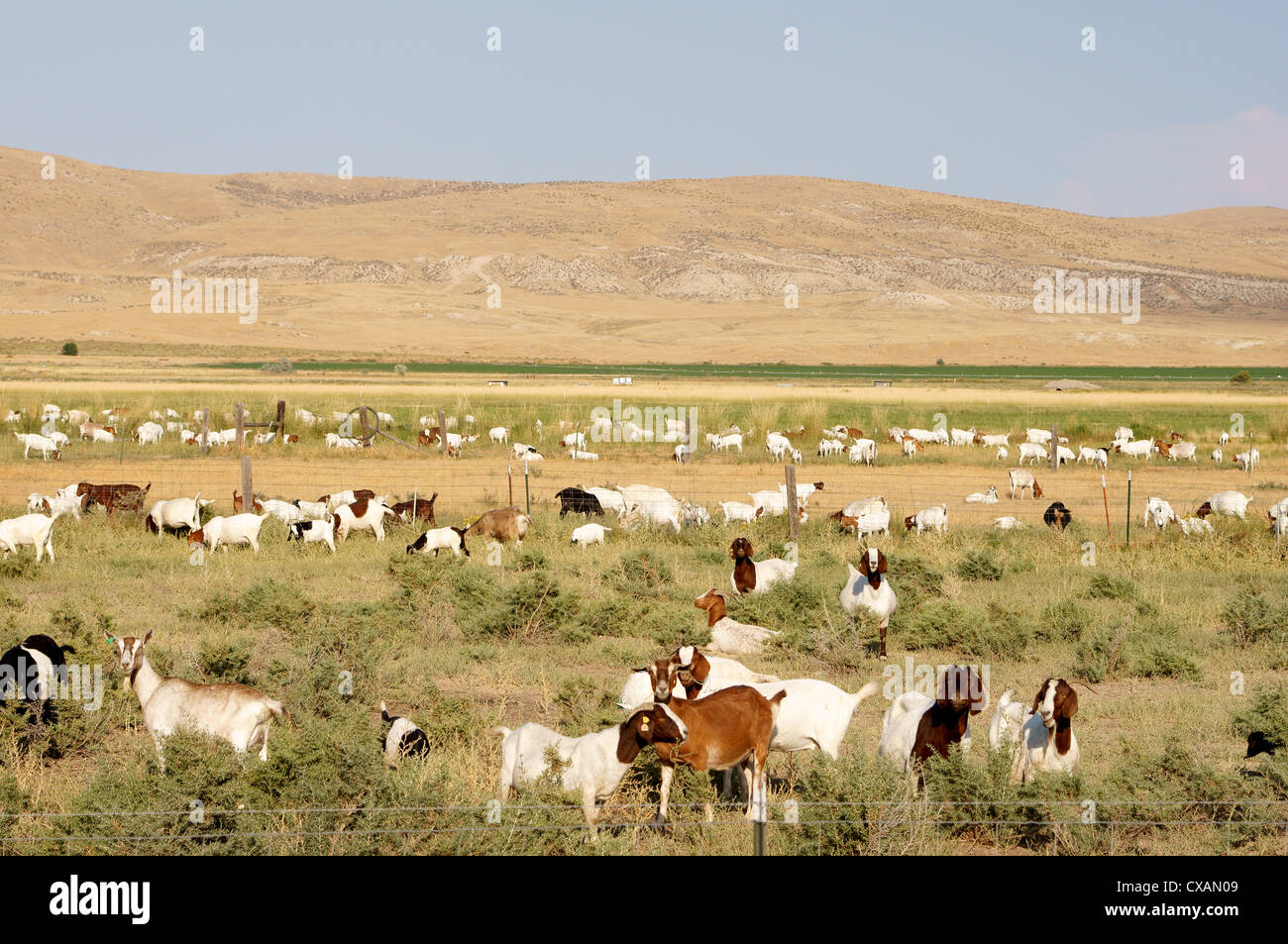 Highway goats hi-res stock photography and images - Alamy