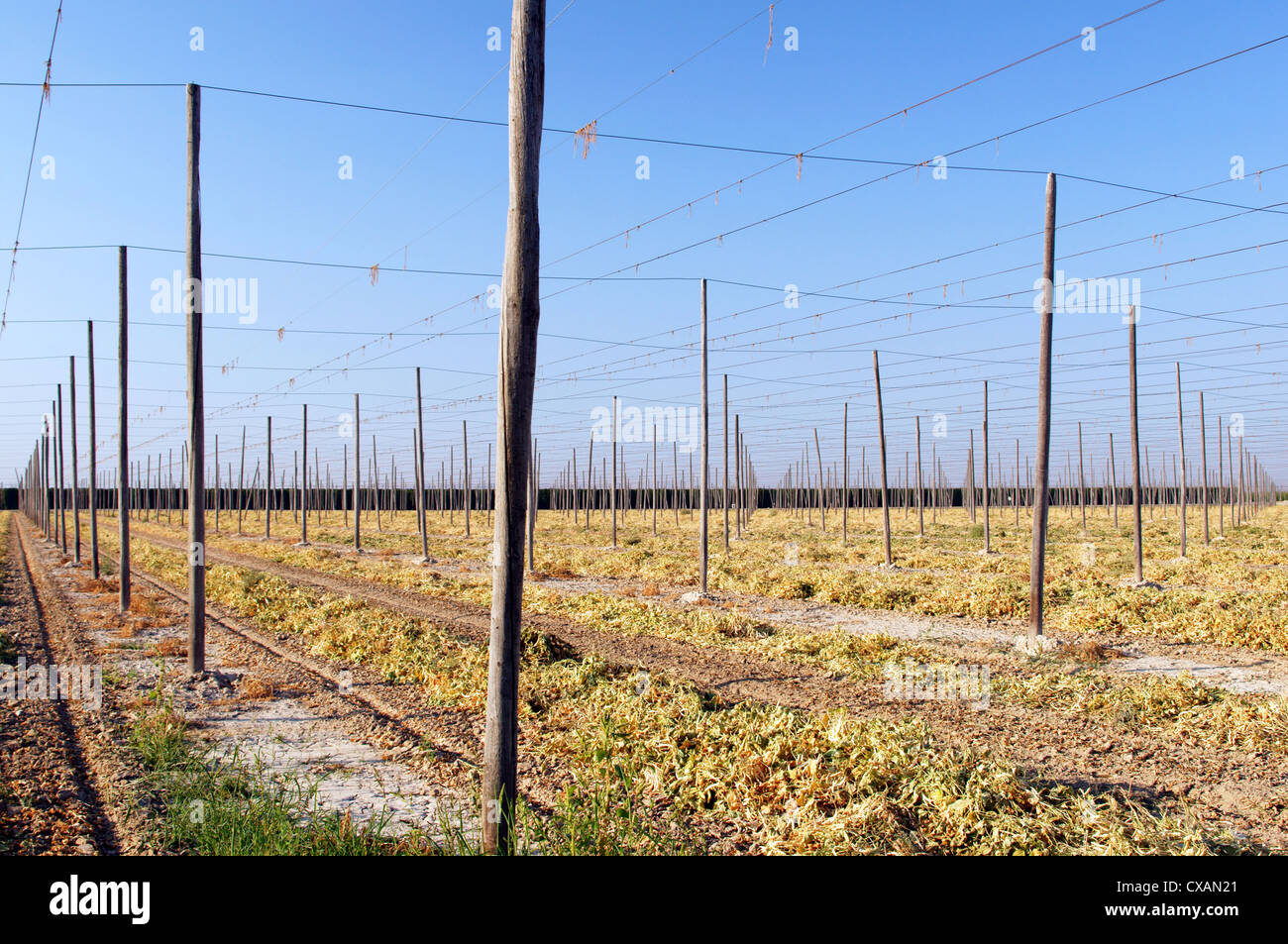 string green bean farm support structure poles vegetable grow field ...