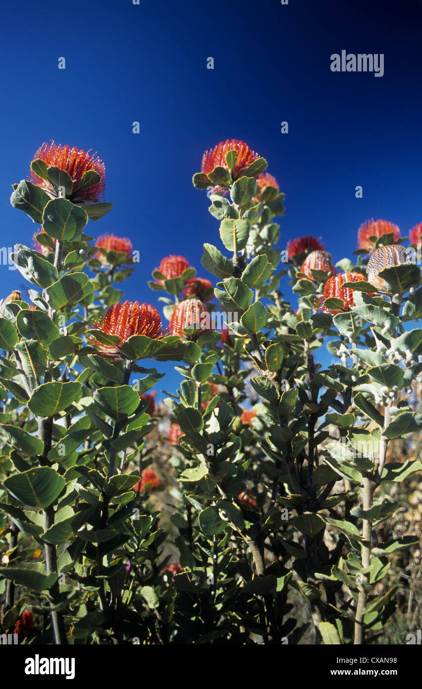 Australia, WA, wildflowers, Scarlet Banksia in the Sterling Ranges ...