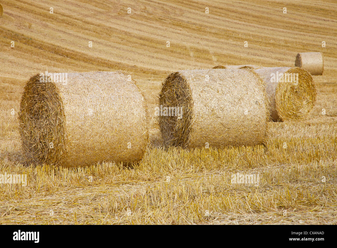 Bails High Resolution Stock Photography and Images - Alamy