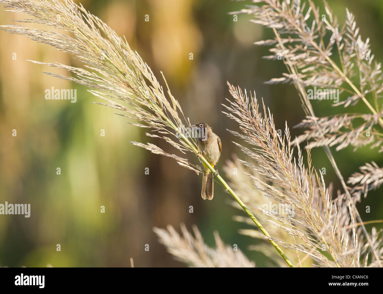 Spectacled bulbul Pycnonotus xanthopygos Also called Yellow vented ...