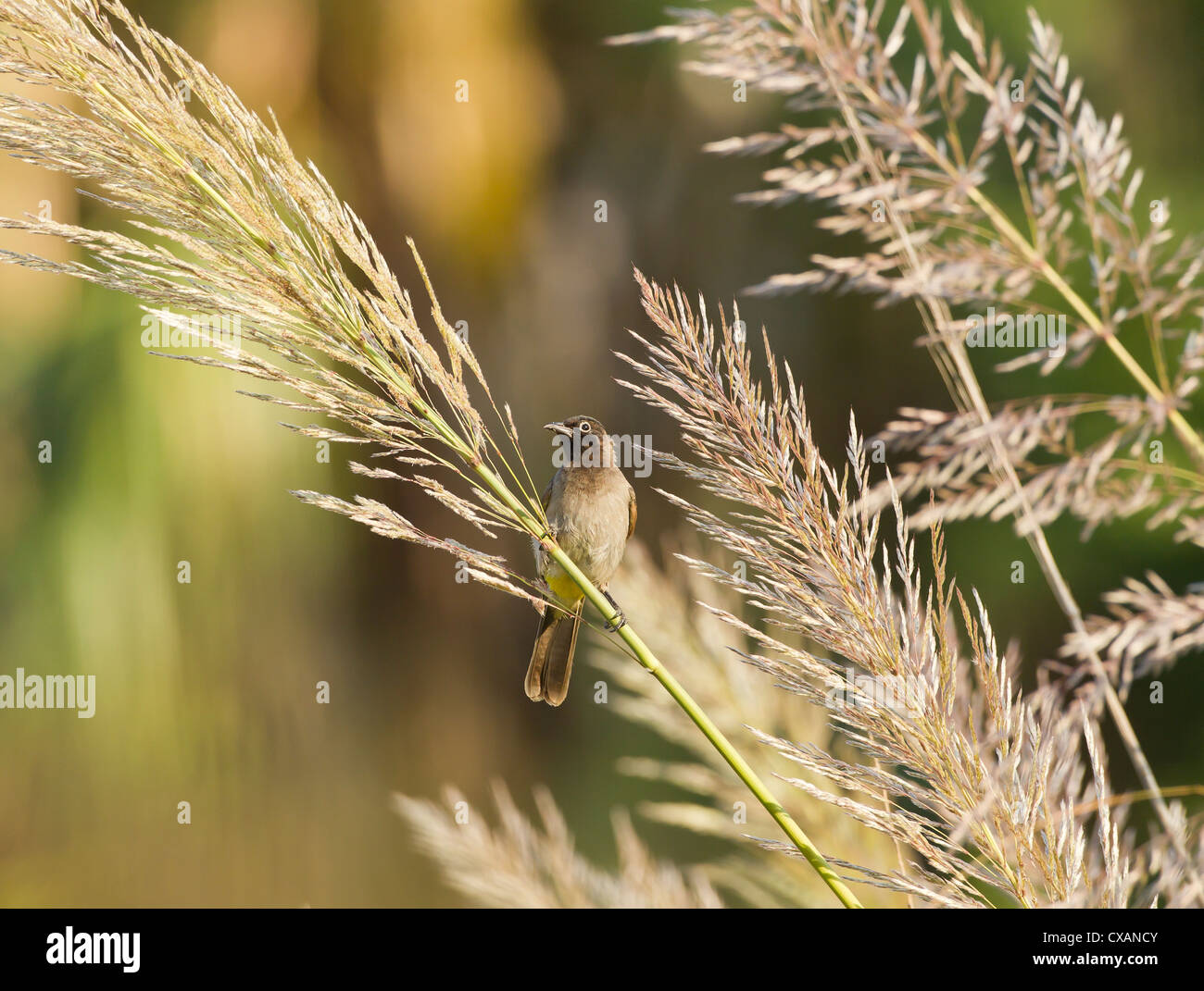 Spectacled bulbul Pycnonotus xanthopygos Also called Yellow vented ...