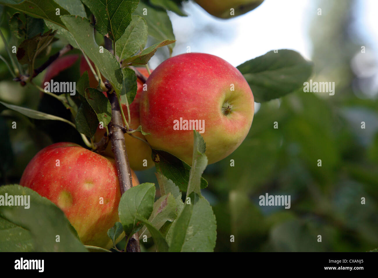 Food, Elstar apple tree Stock Photo - Alamy
