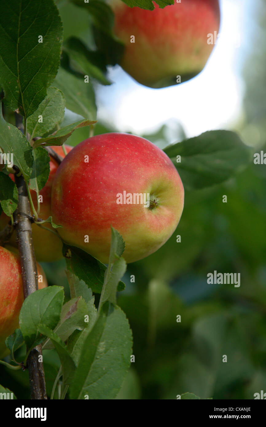Food, Elstar apple tree Stock Photo - Alamy