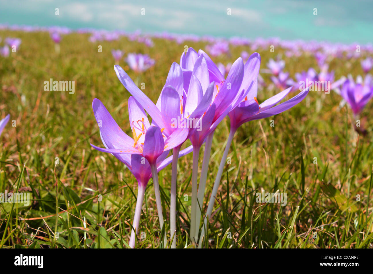 detail of wild mountain flowers (colchicum autumnale) in the field ...