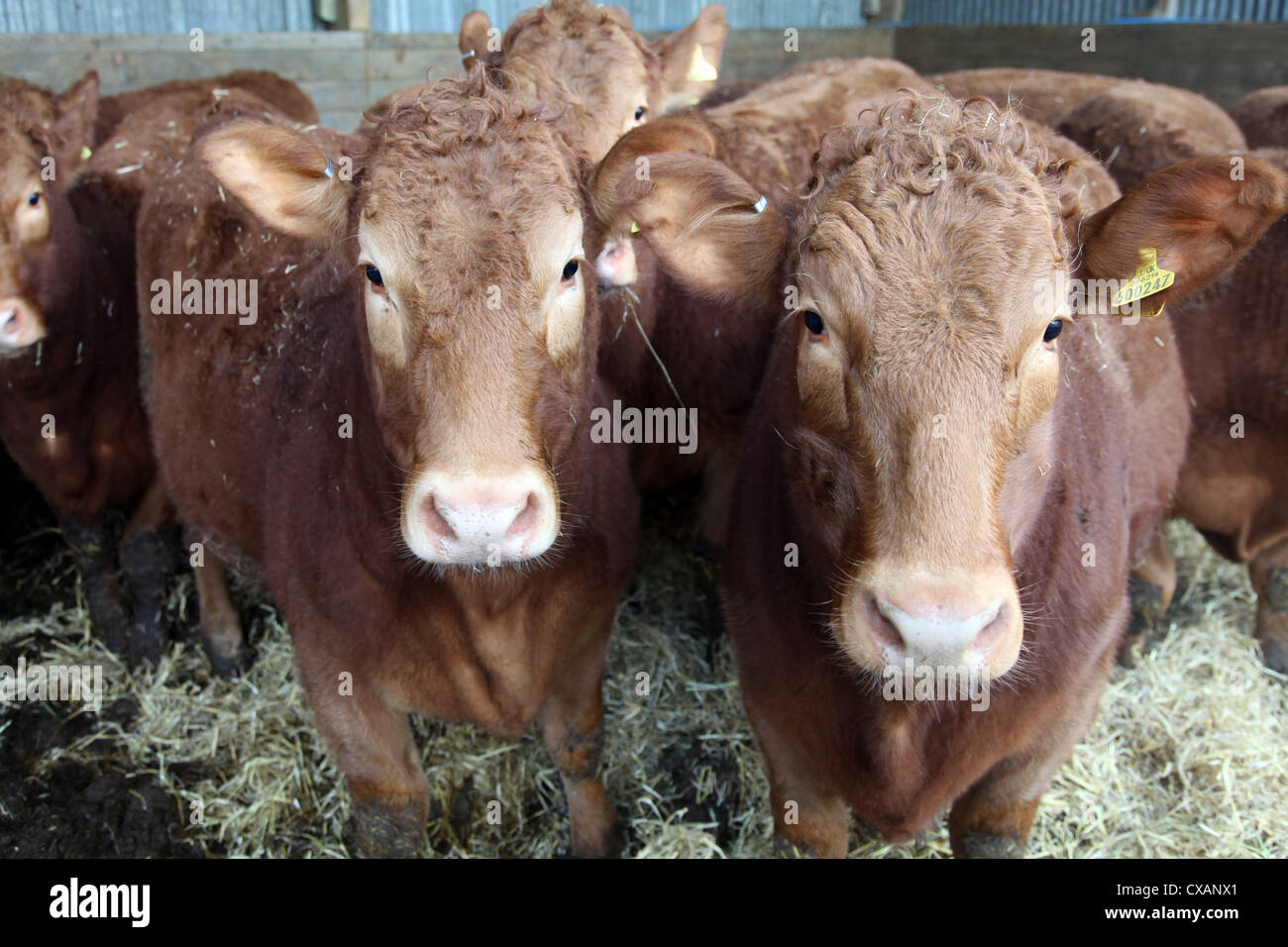 Pedigree South Devon cattle, Devon, England, United Kingdom, Europe ...