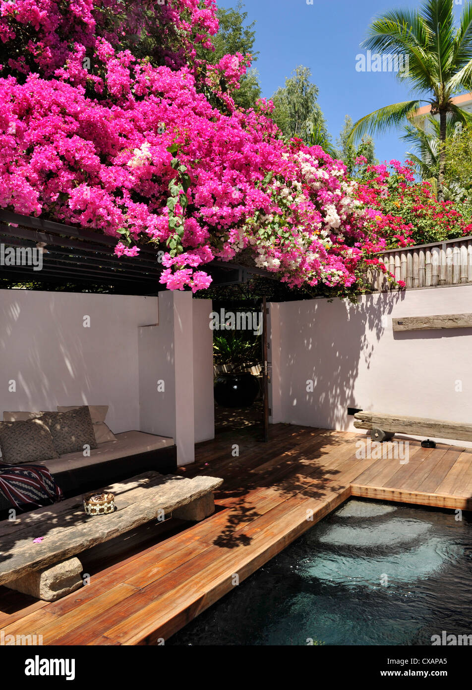 Bougainvillea, Cebu, Philippines, Southeast Asia, Asia Stock Photo - Alamy