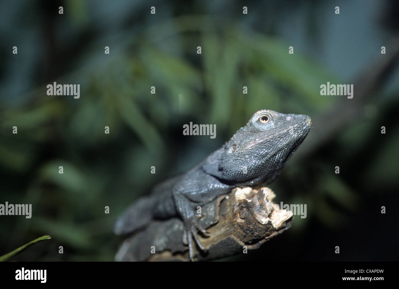 Australia, wildlife, native reptiles, Jacky Dragon Lizard Stock Photo ...