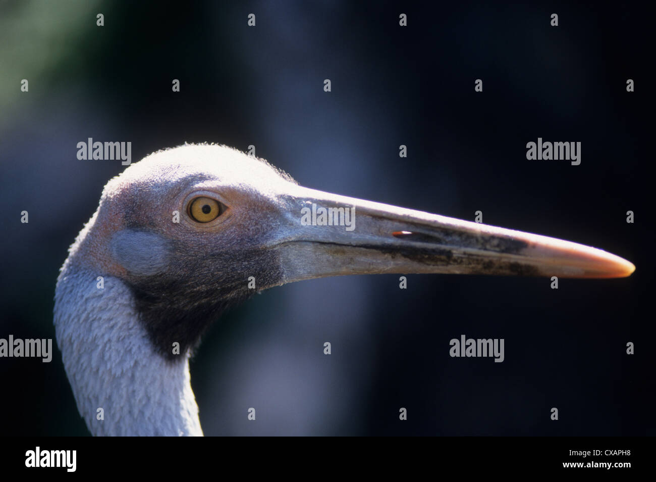 Australia, wildlife, birds, Brolga Stock Photo - Alamy