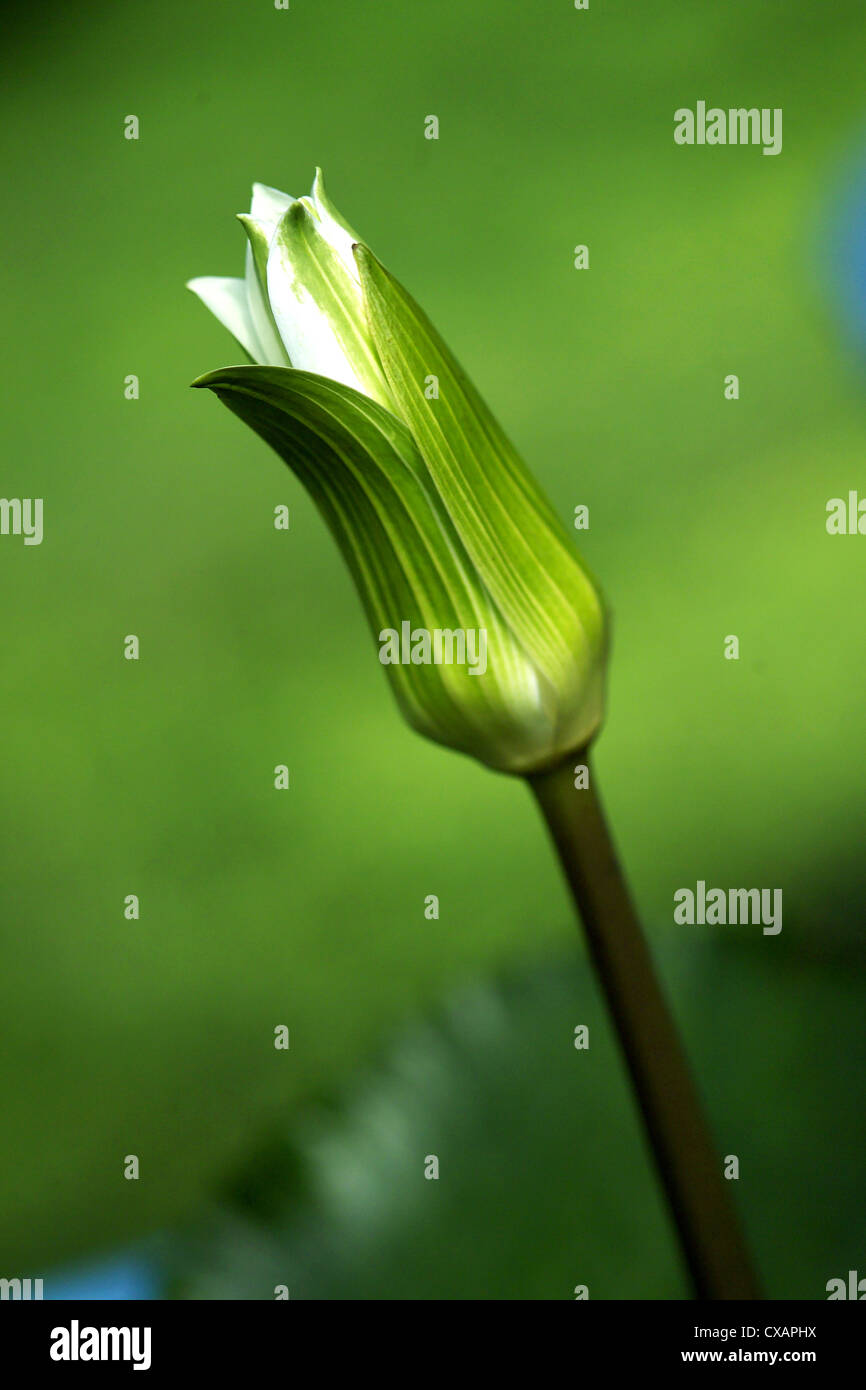 Water lily bud for backgrounds Stock Photo - Alamy