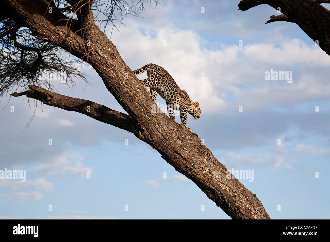 African leopard climbing in tree hi-res stock photography and images ...