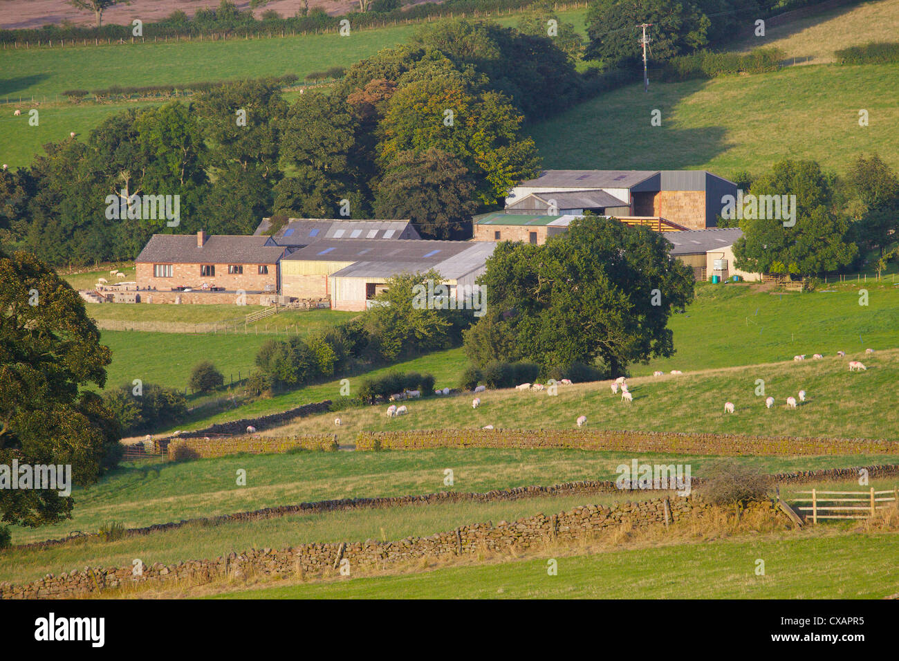 Bascodyke Foot Farm and trees and fields in golden light on a summers ...