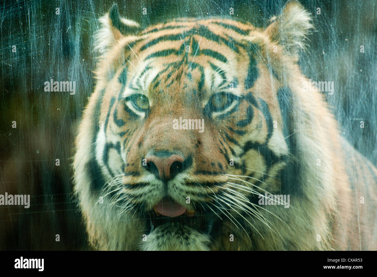 Tiger zoo glass hi-res stock photography and images - Alamy