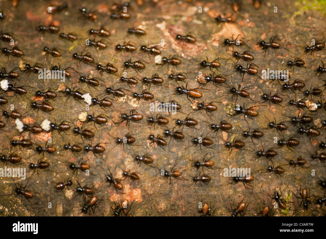 termites swarming in Bako National Park in Sarawak, Borneo, Malaysia ...