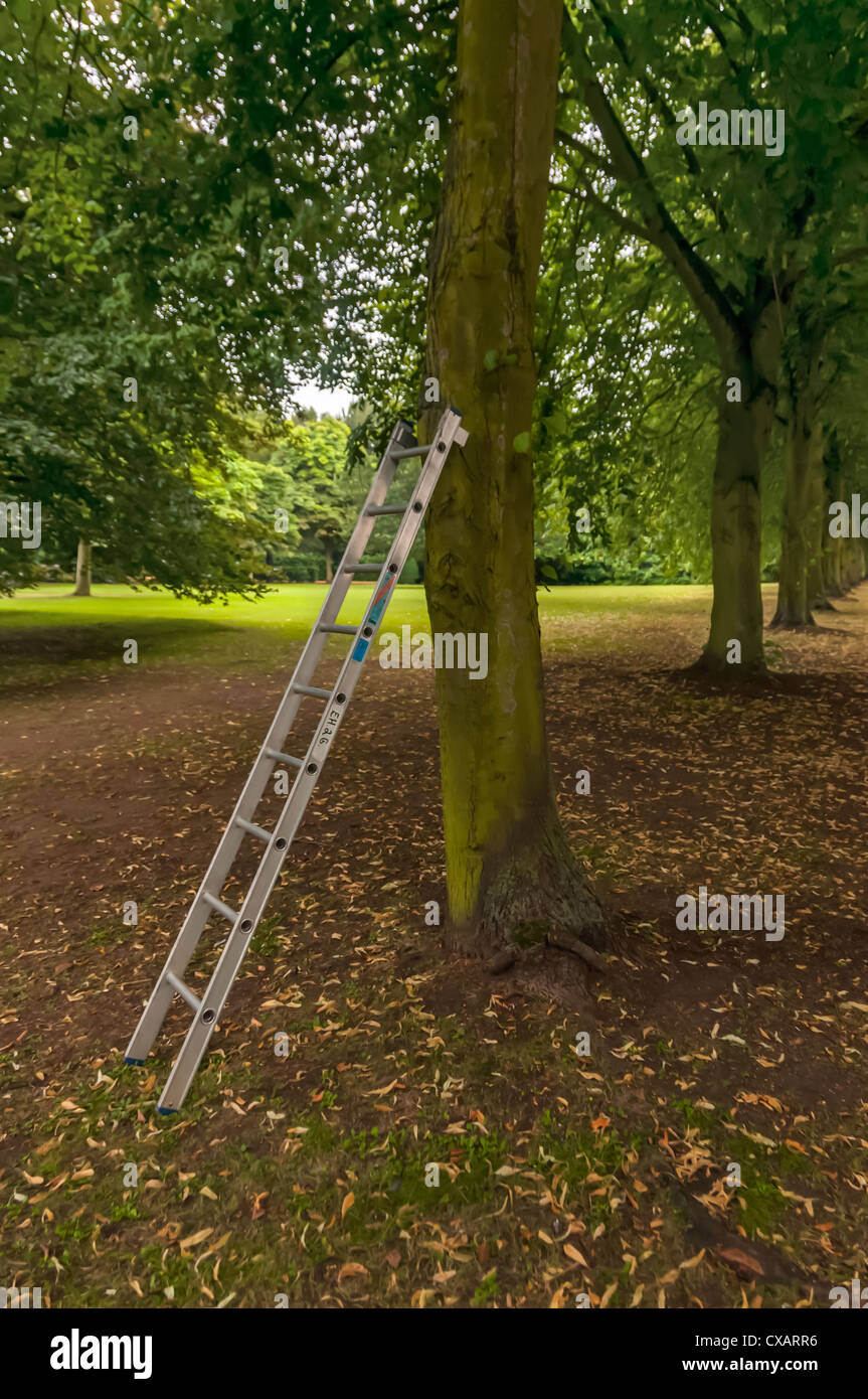 Ladder left against a tree Stock Photo - Alamy