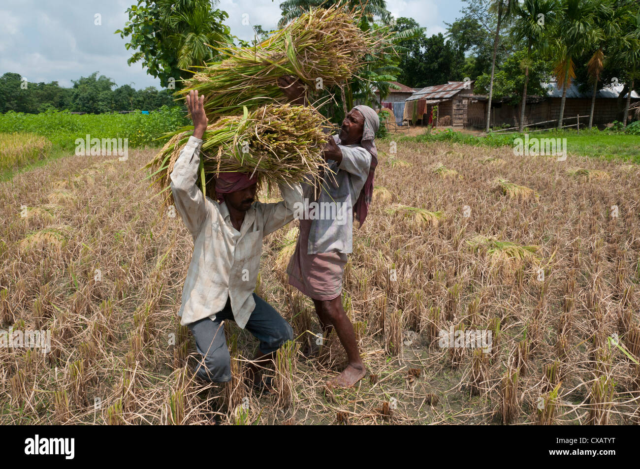 Farmers harvesting ripe rice, Koch Bihar, West Bengal, India, Asia ...