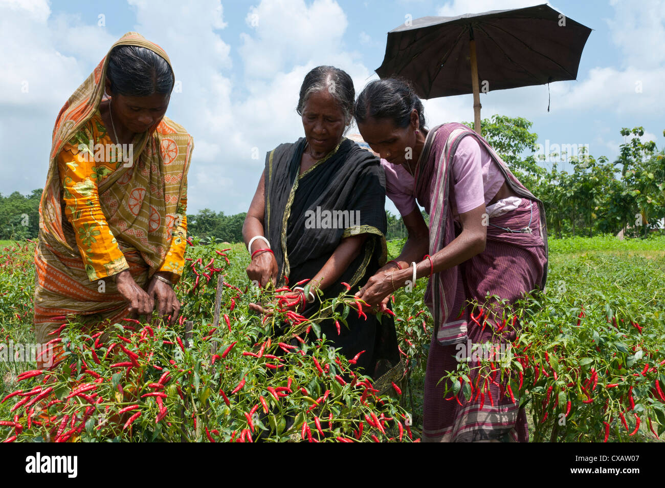 Female farmer harvesting red chili, Koch Bihar, West Bengal, India ...