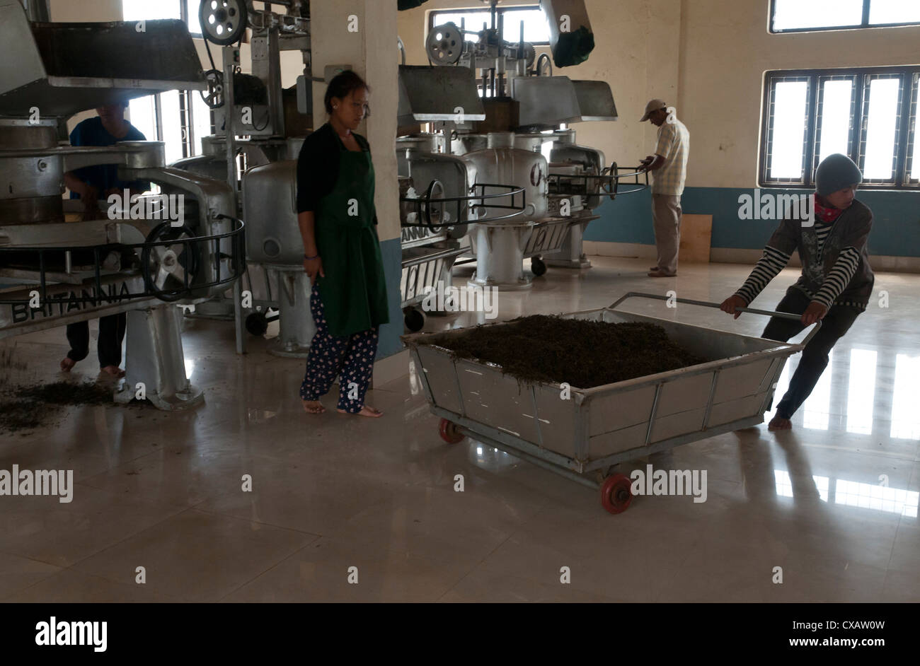Interior of tea factory, Nepal tea is essentially identical to ...