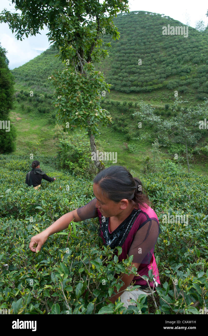 Plucking tea hi-res stock photography and images - Alamy