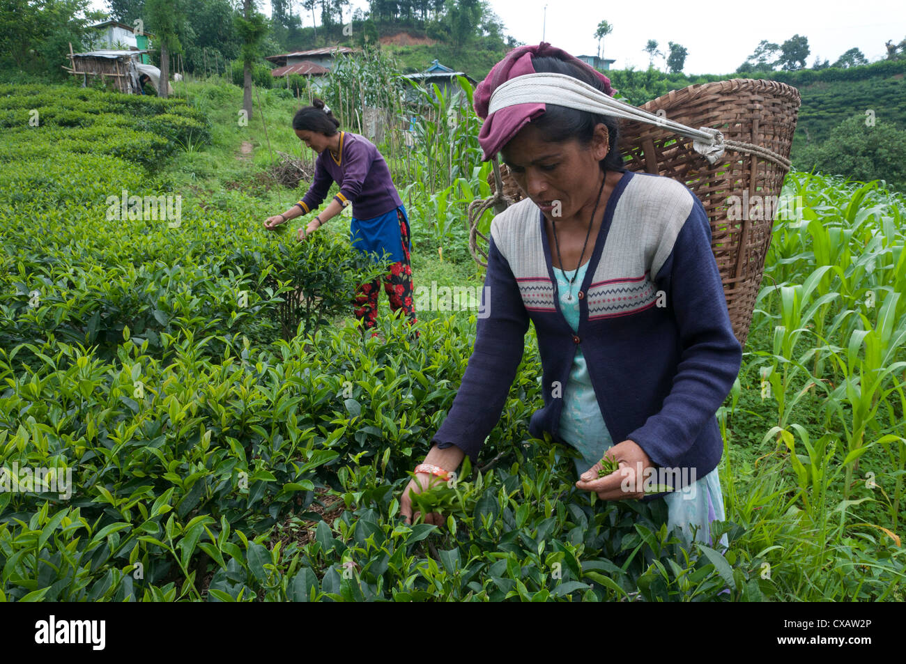Plucking tea hi-res stock photography and images - Alamy