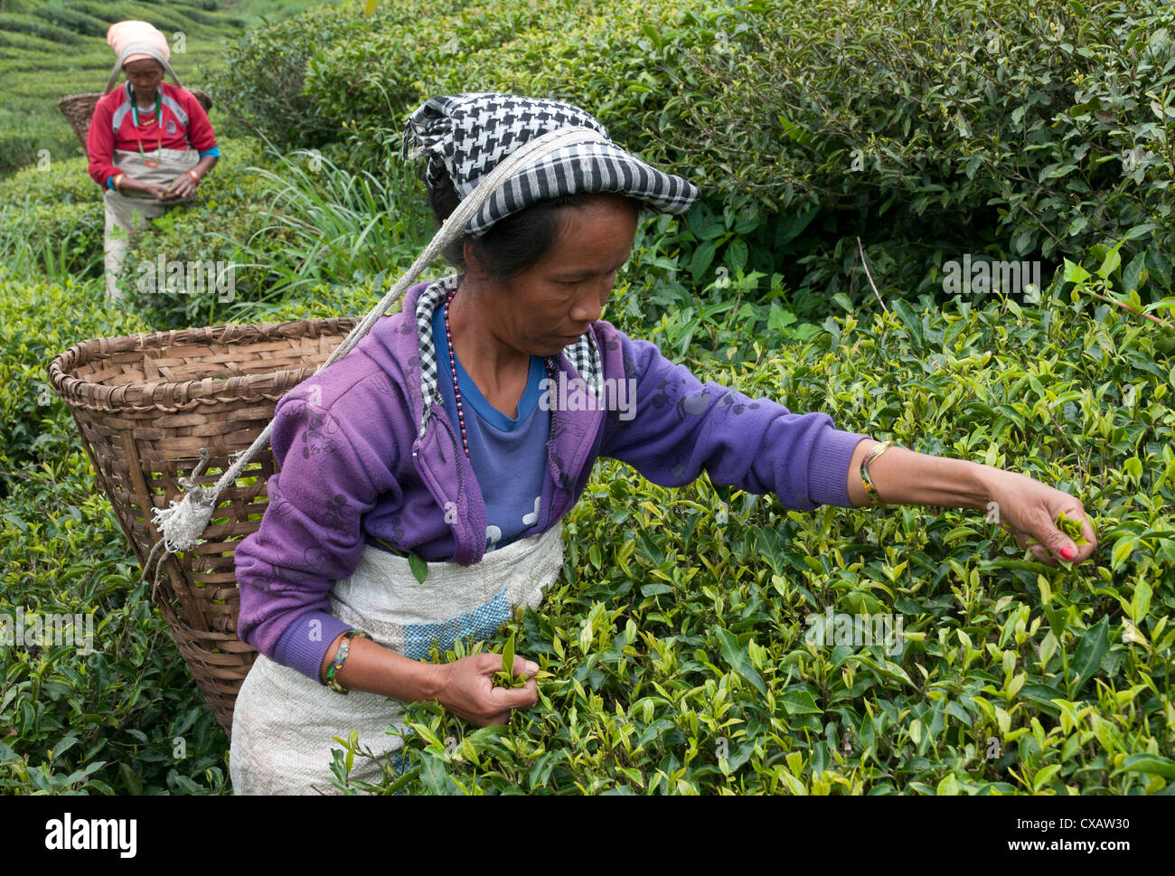Plucking Tea High Resolution Stock Photography and Images - Alamy