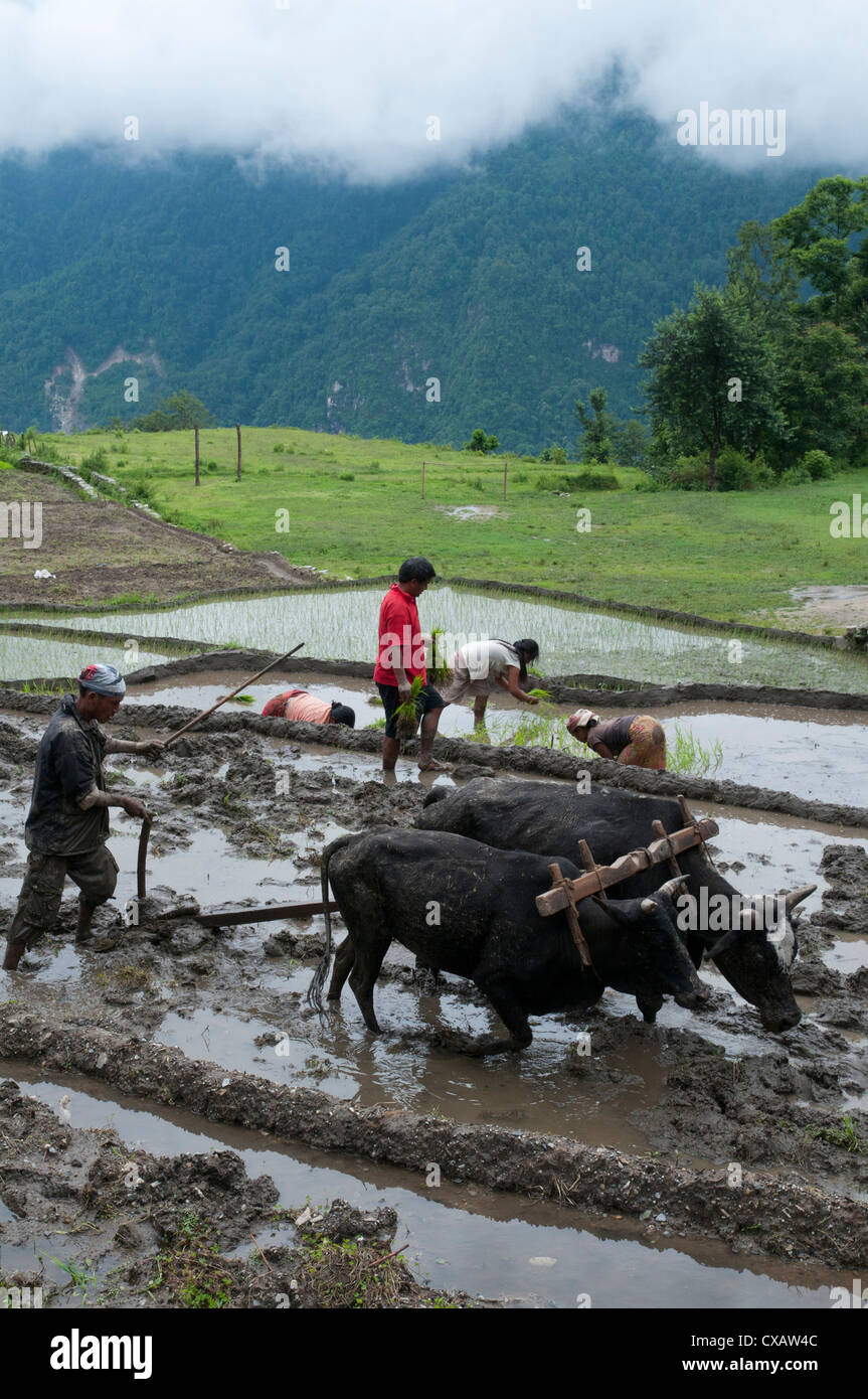 Farmers at work in rice paddies, Ghandruk, Pokhara, Annapurna area ...